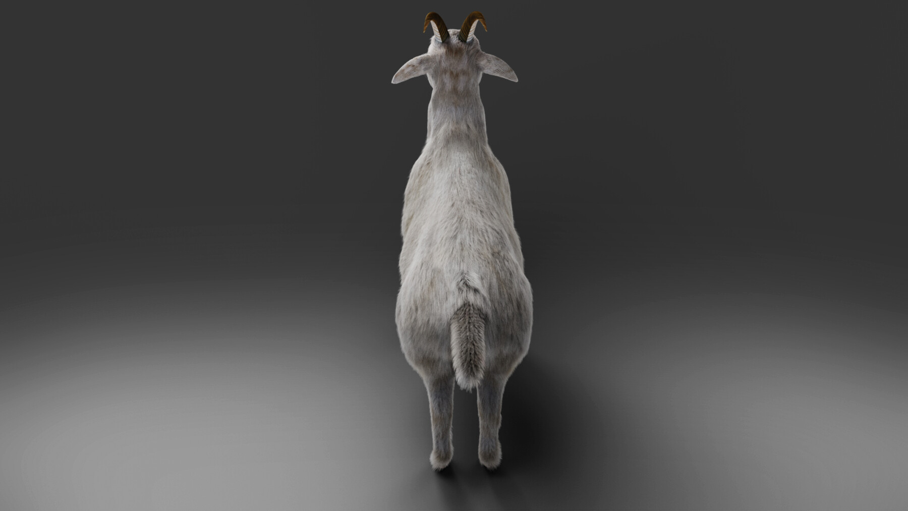 ArtStation - Fur Goat 02 Rigged and Animation in Blender | Game Assets