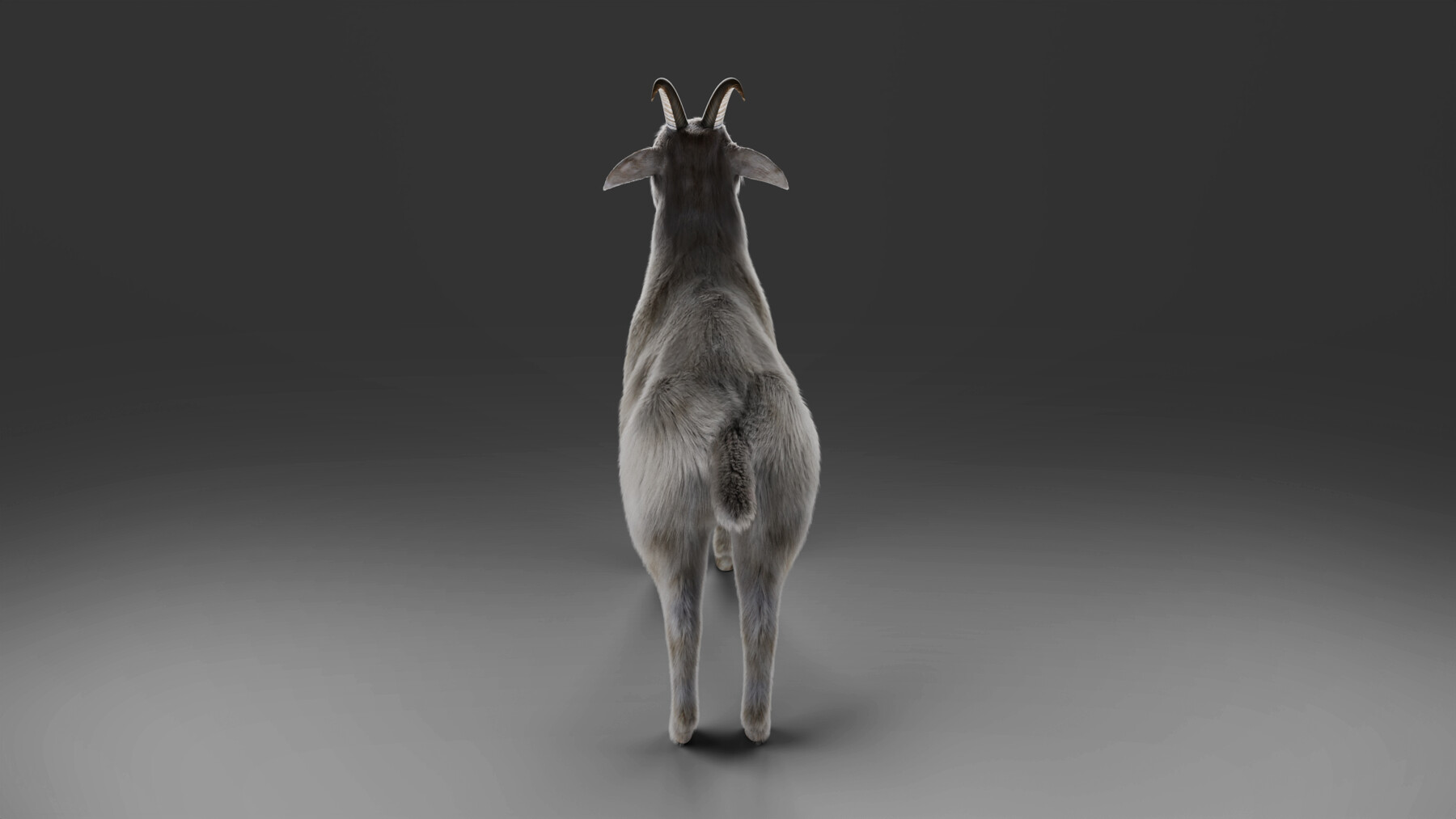 ArtStation - Fur Goat 02 Rigged and Animation in Blender | Game Assets