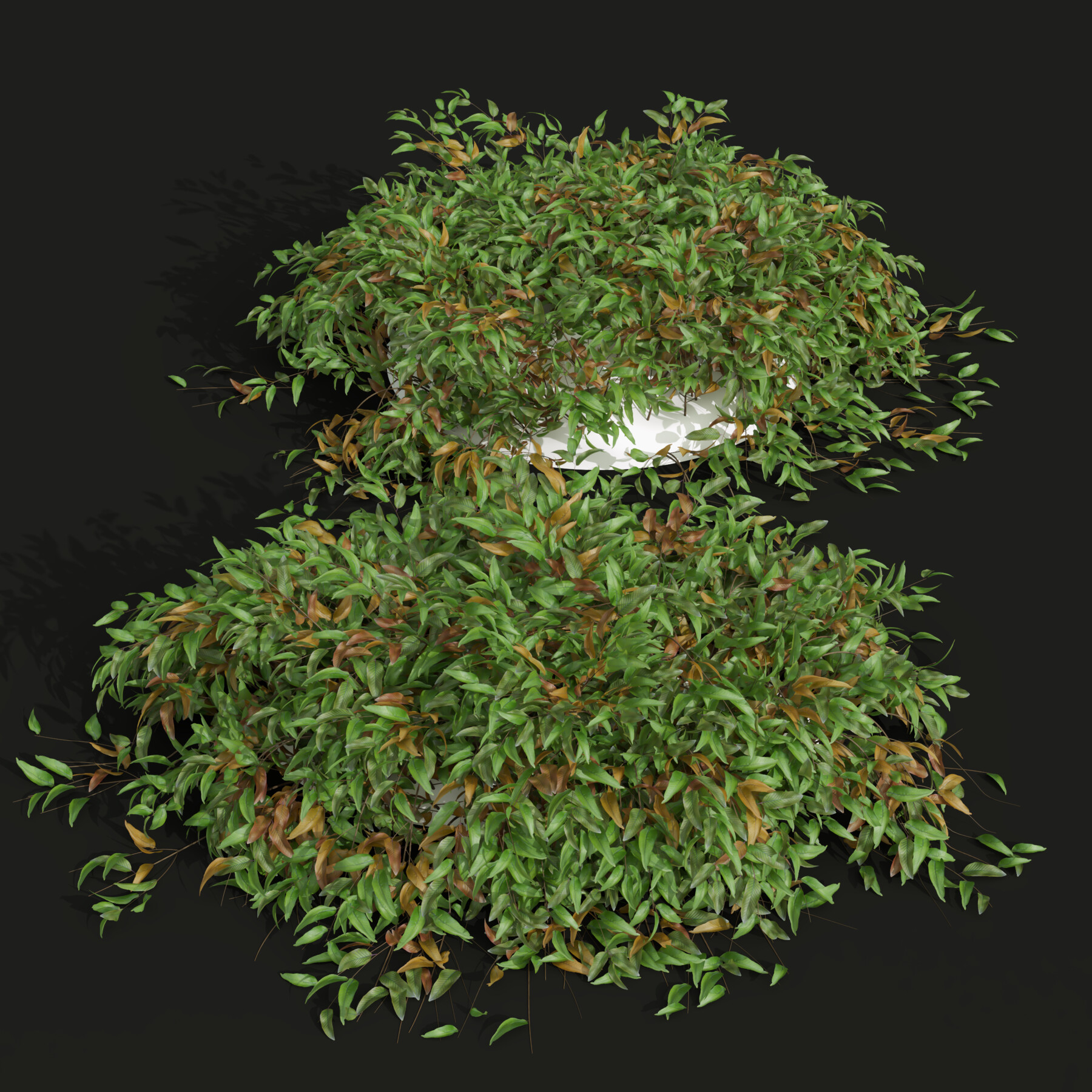 ArtStation - New Plant High detail Pyrrosia Lingua02 | Resources