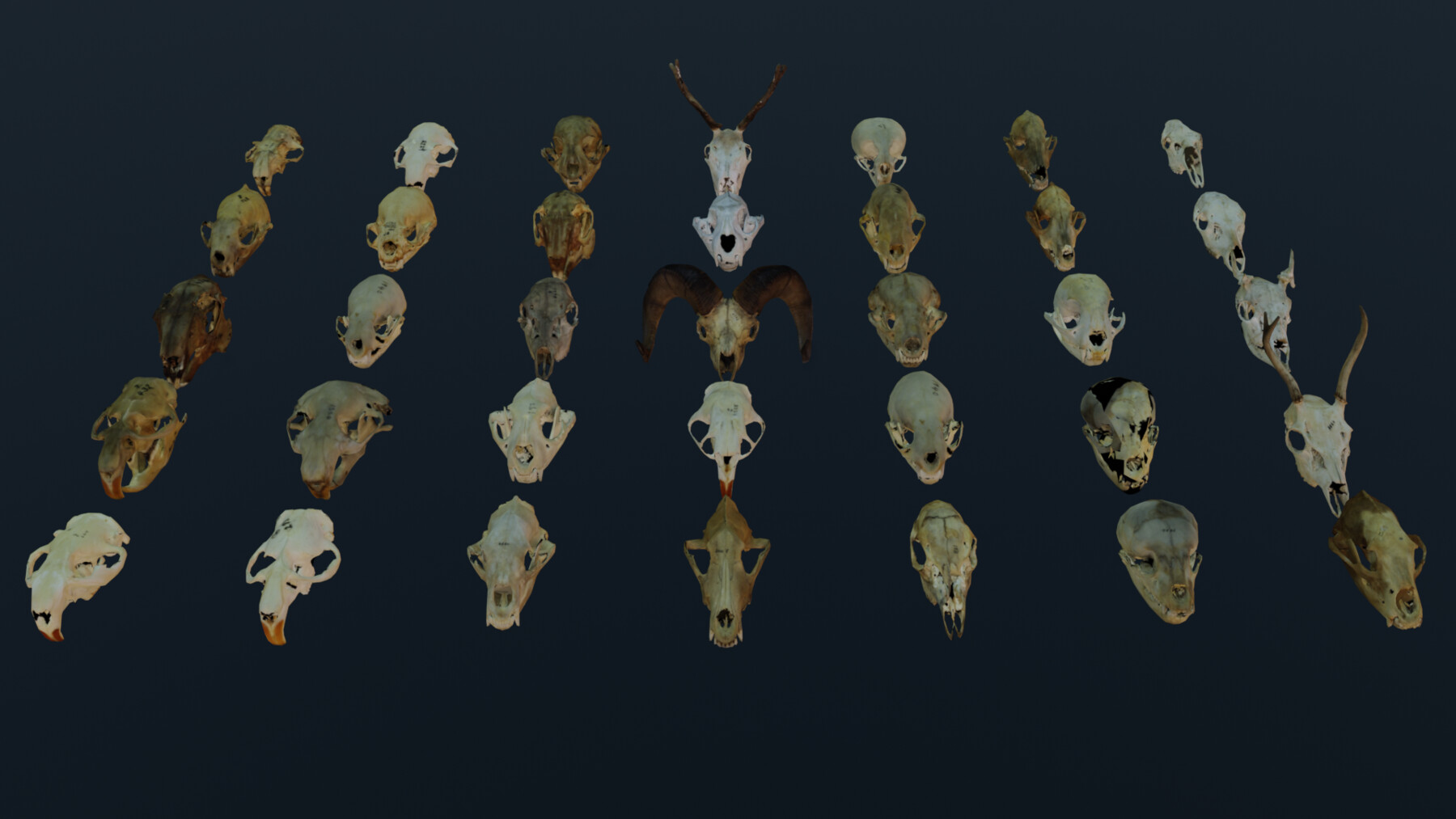 ArtStation - 35 IN 1 ANIMALS SKULL GAME READY | Game Assets