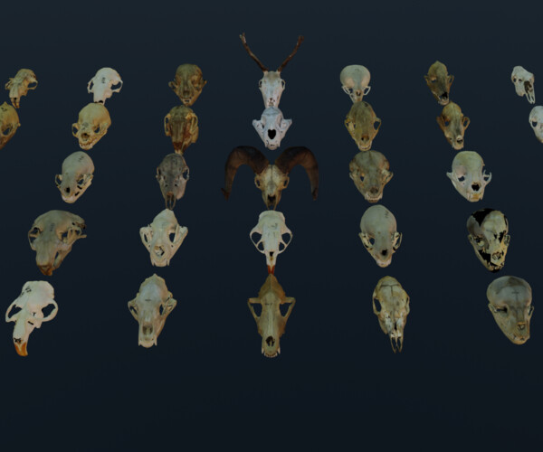 ArtStation - 35 IN 1 ANIMALS SKULL GAME READY | Game Assets