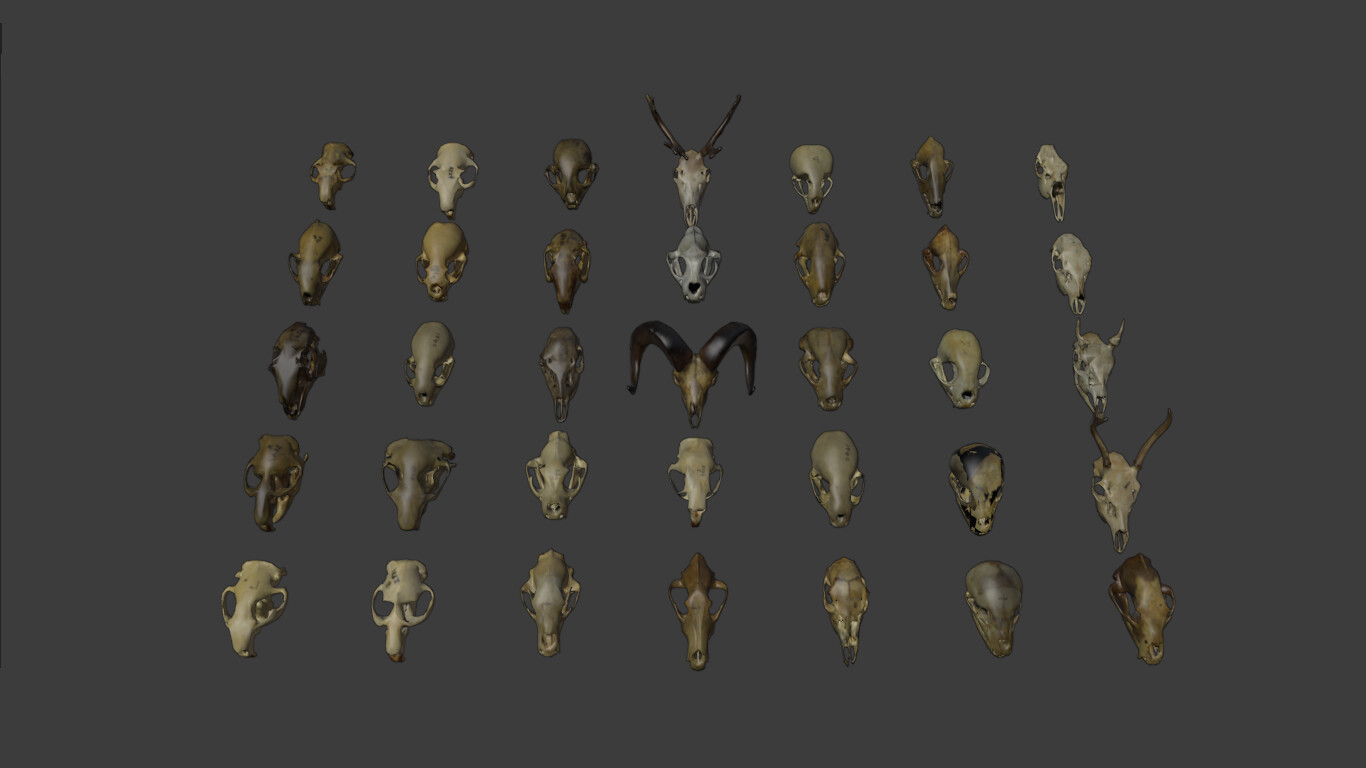 ArtStation - 35 IN 1 ANIMALS SKULL GAME READY | Game Assets