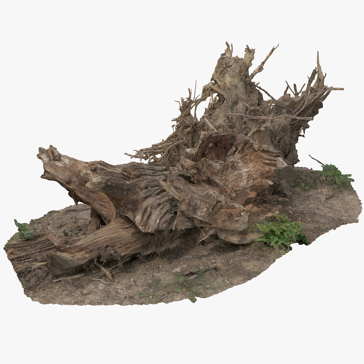 ArtStation - Tree uprooted dry stump roots | Game Assets