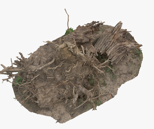 ArtStation - Tree uprooted dry stump roots | Game Assets
