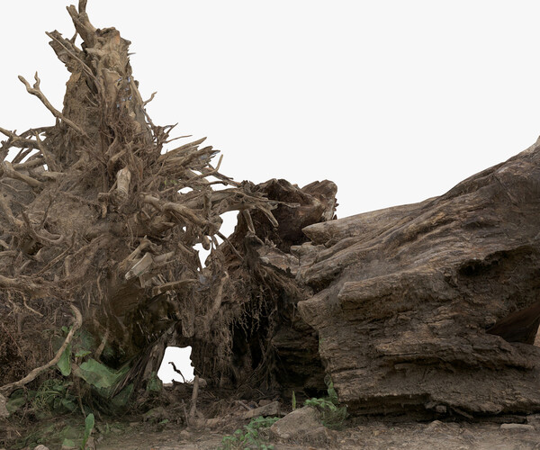 ArtStation - Tree uprooted dry stump roots | Game Assets