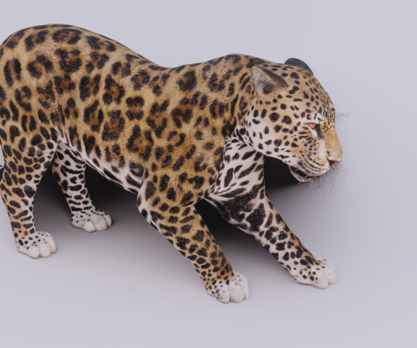ArtStation - ANIMATED JAGUAR ANIMAL LOW POLY | Game Assets