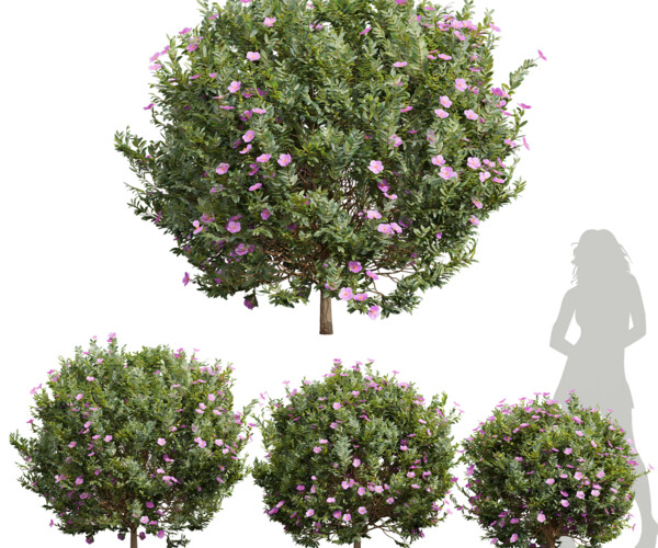 ArtStation - New Plant Cistus Albidus Zistrose Flower Bush | Resources