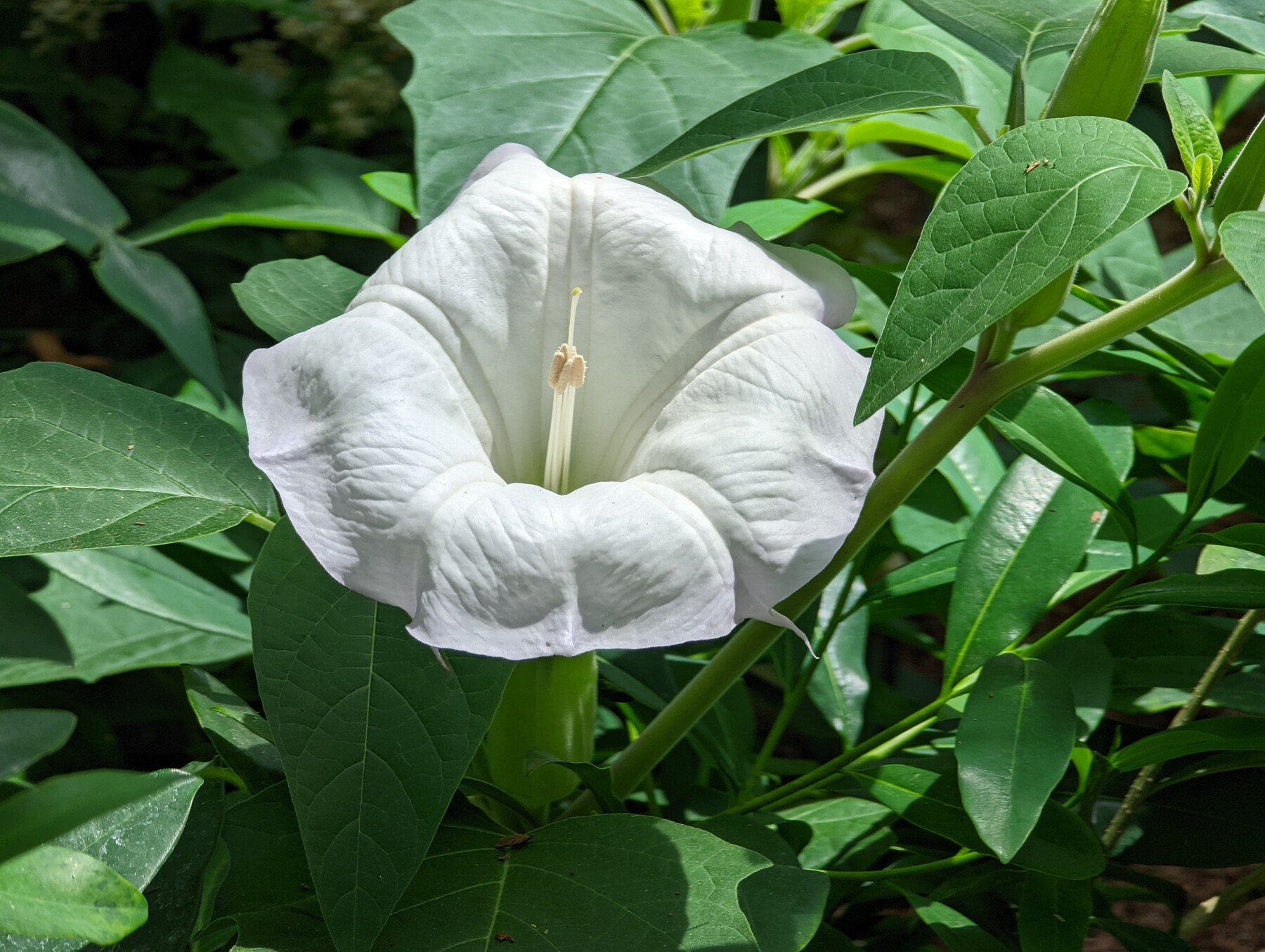 ArtStation - Plant References: Flowers, Botanical Gardens, and More ...