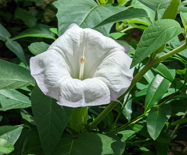 ArtStation - Plant References: Flowers, Botanical Gardens, and More ...