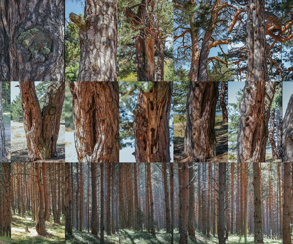 ArtStation - 980+ Pine Forest Reference Pictures | Resources