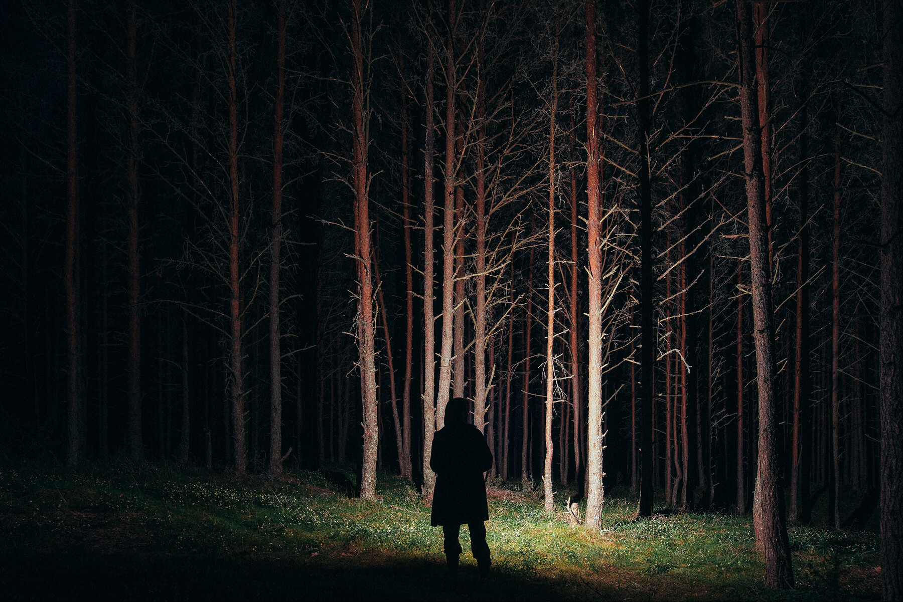 ArtStation - 980+ Pine Forest Reference Pictures | Resources