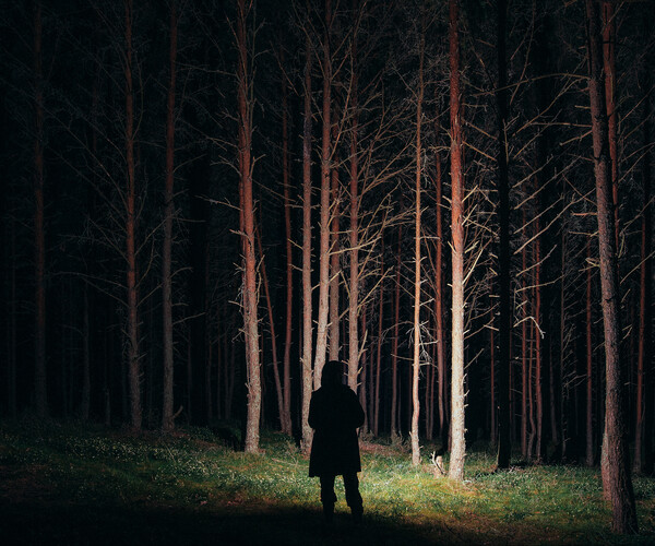 ArtStation - 980+ Pine Forest Reference Pictures | Resources