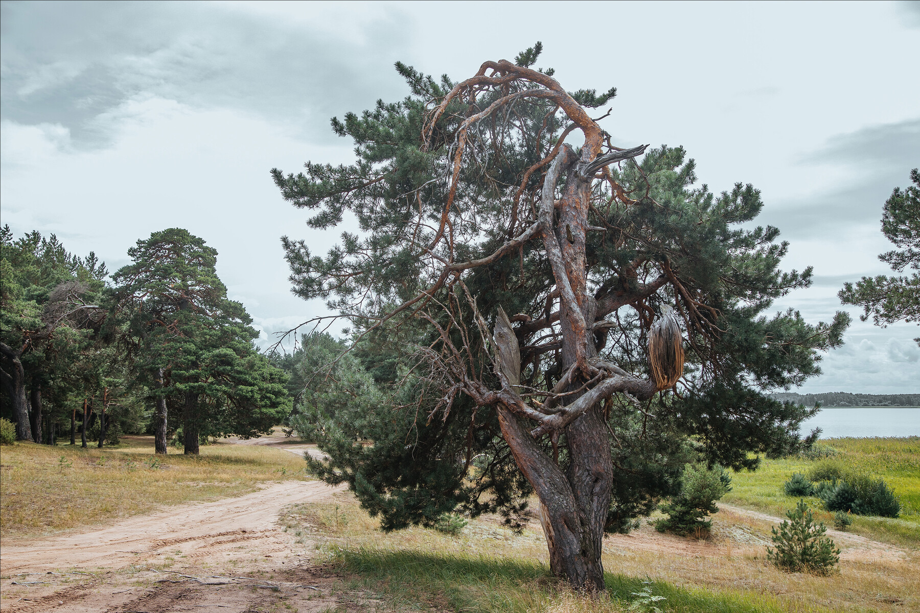 ArtStation - 980+ Pine Forest Reference Pictures | Resources