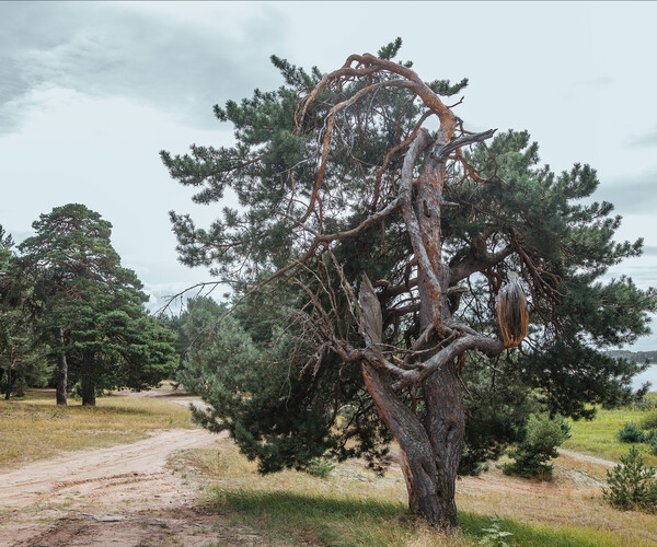 ArtStation - 980+ Pine Forest Reference Pictures | Resources