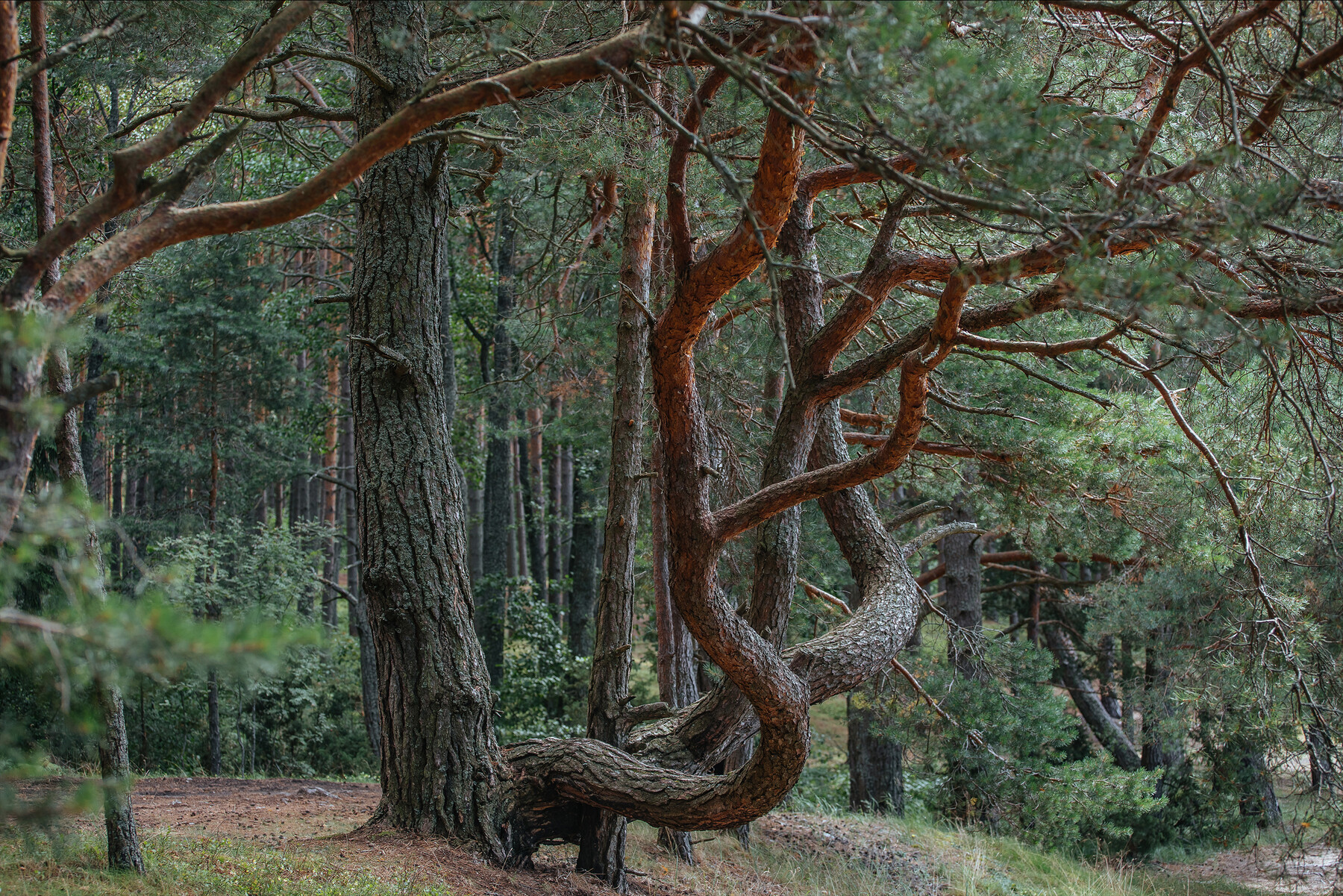 ArtStation - 980+ Pine Forest Reference Pictures | Resources