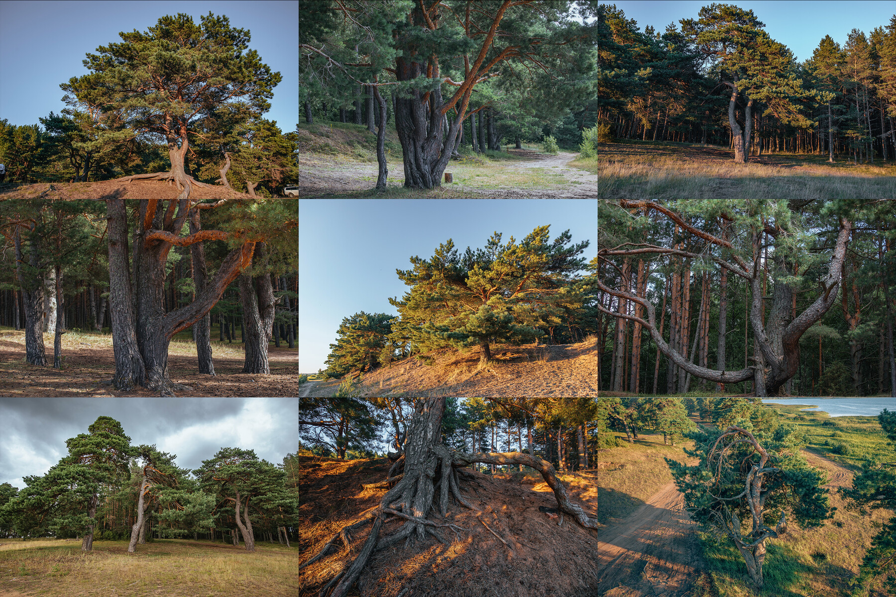 ArtStation - 980+ Pine Forest Reference Pictures | Resources