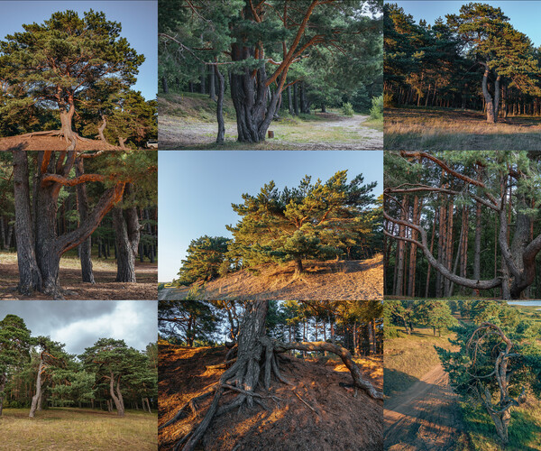 ArtStation - 980+ Pine Forest Reference Pictures | Resources