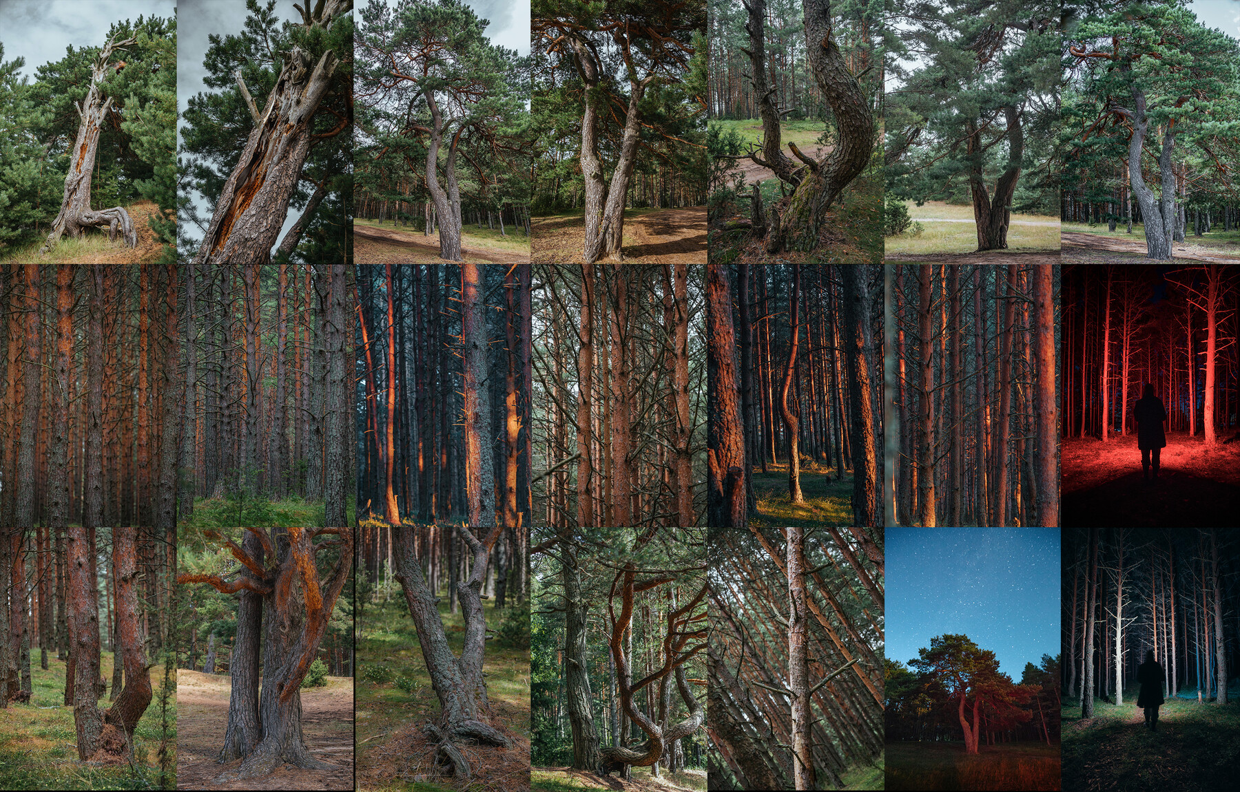 ArtStation - 980+ Pine Forest Reference Pictures | Resources
