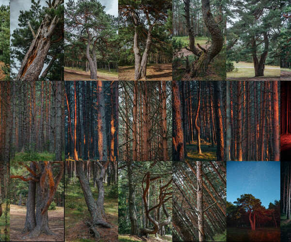 ArtStation - 980+ Pine Forest Reference Pictures | Resources