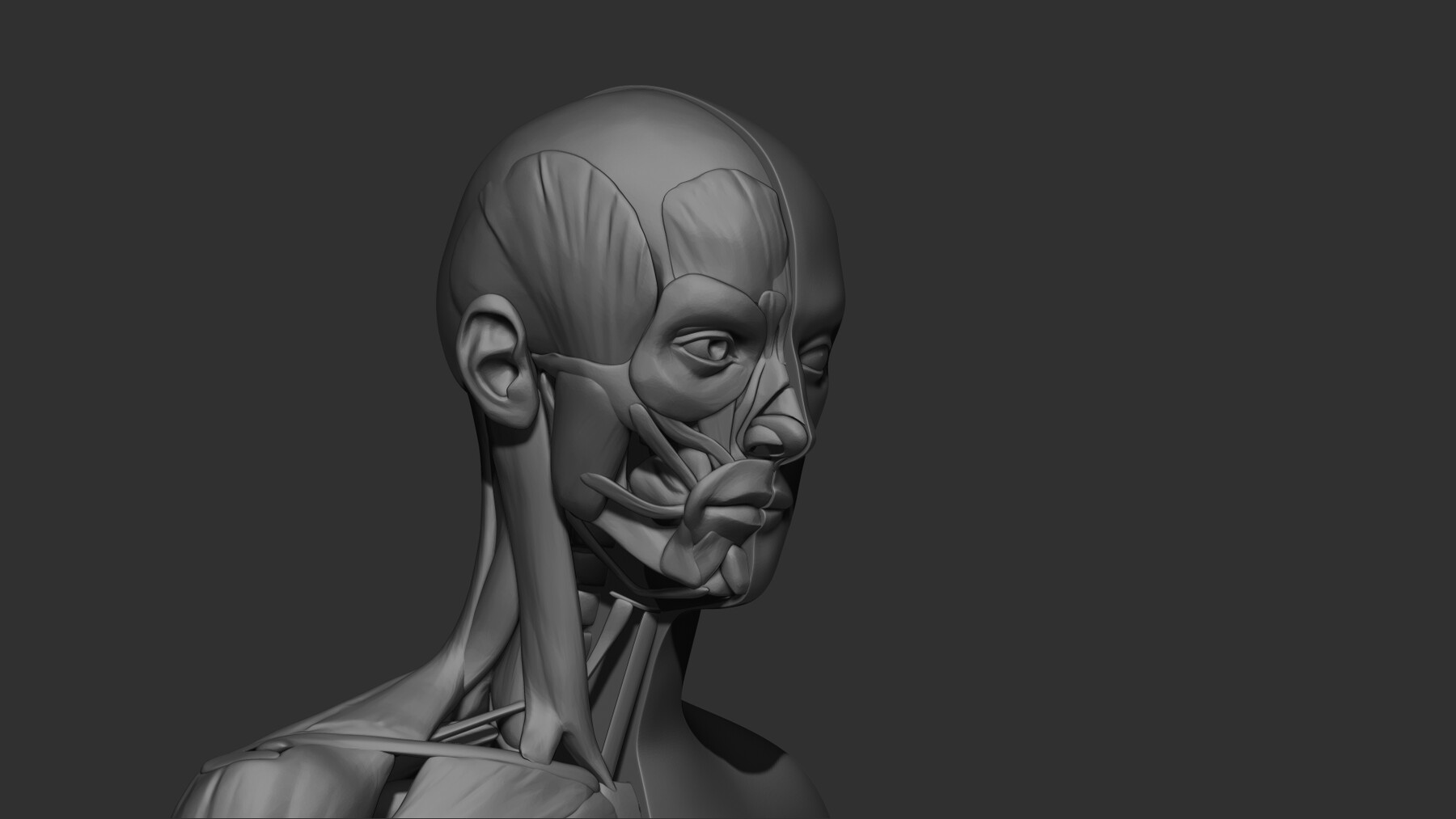 ArtStation - female anatomy 3d rint | Resources