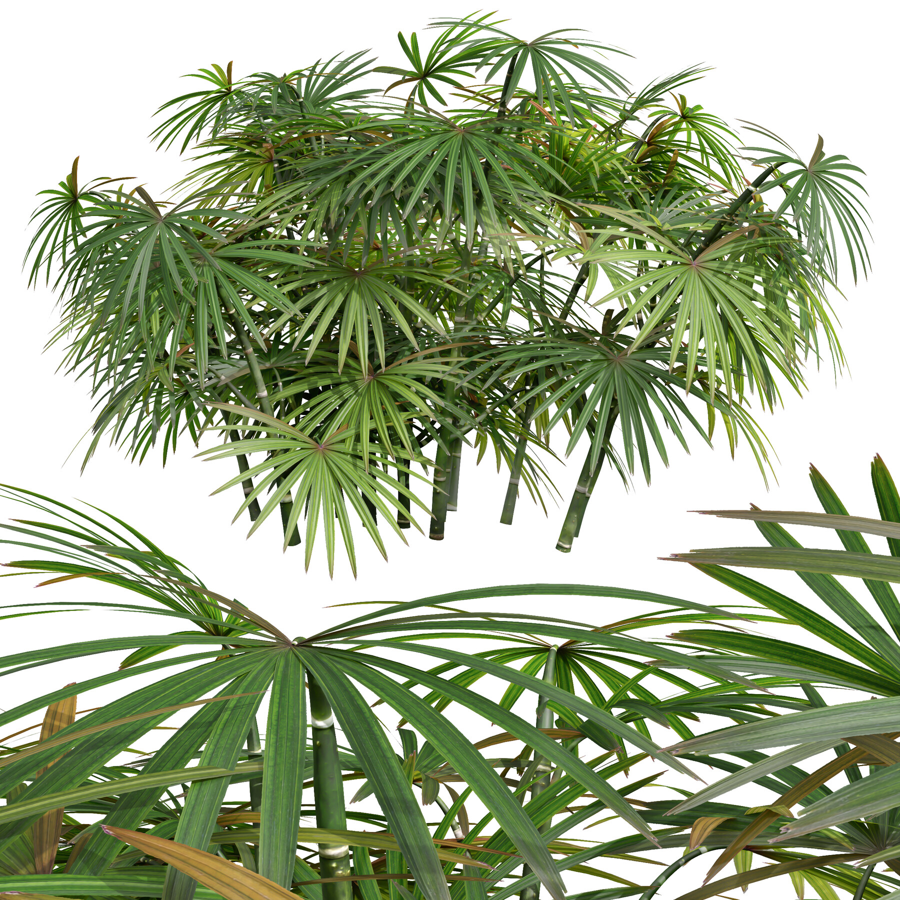 ArtStation - New Plant High detail Rhapis Excelsa Small | Resources