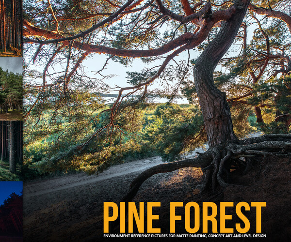 ArtStation - 980+ Pine Forest Reference Pictures | Resources