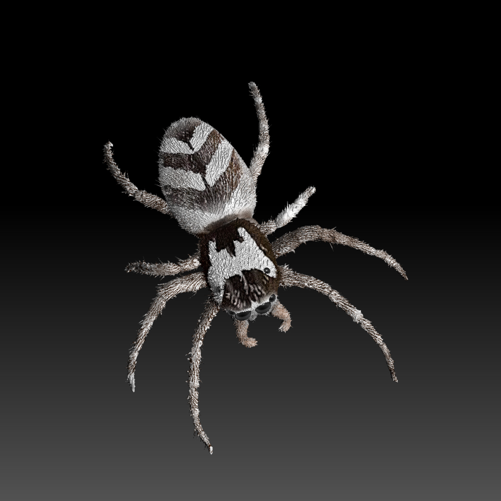 ArtStation - European Zebra Jumping spider 3D print and .dae model ...