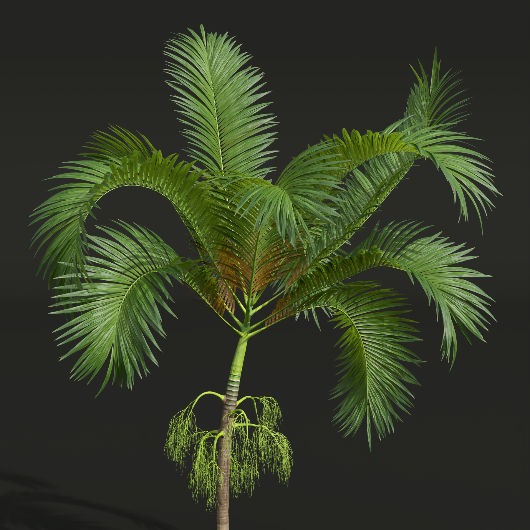 ArtStation - New Plant High detail Areca Catechu Palm Tree | Resources