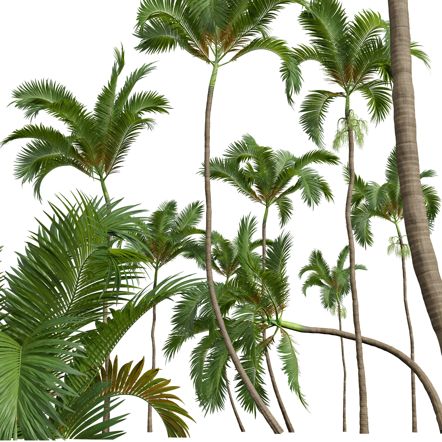 ArtStation - New Plant High detail Areca Catechu Palm Tree | Resources