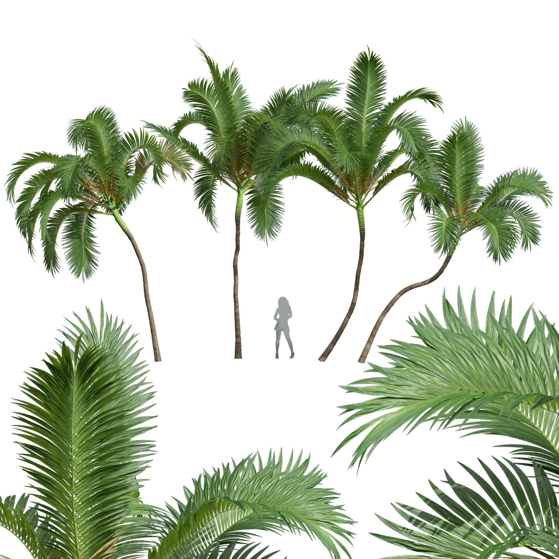 ArtStation - New Plant High detail Areca Catechu Medium Palm Tree ...