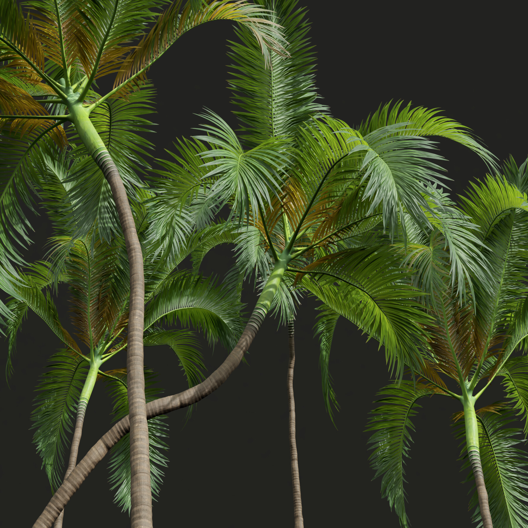 ArtStation - New Plant High detail Areca Catechu Medium Palm Tree ...