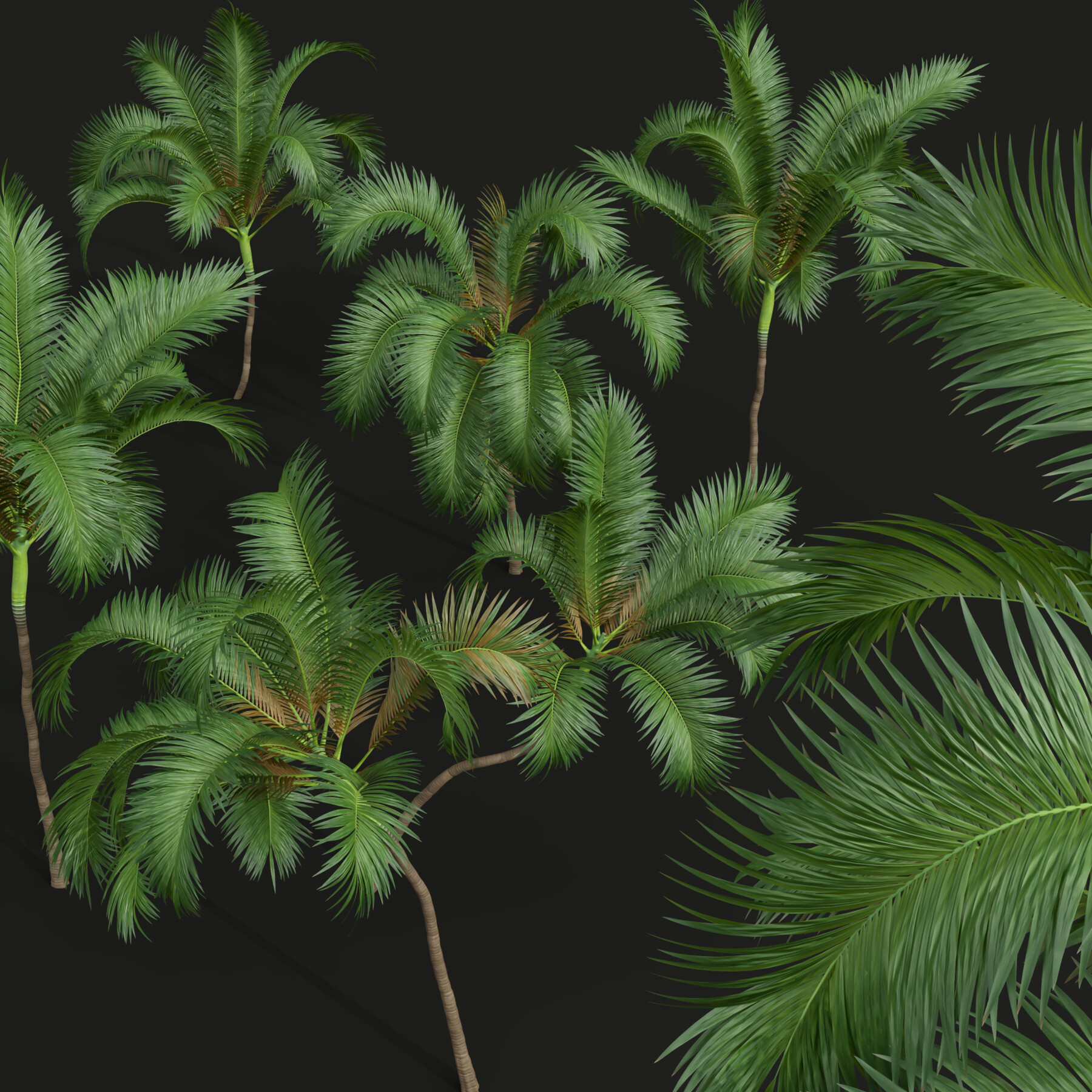 ArtStation - New Plant High detail Areca Catechu Medium Palm Tree ...