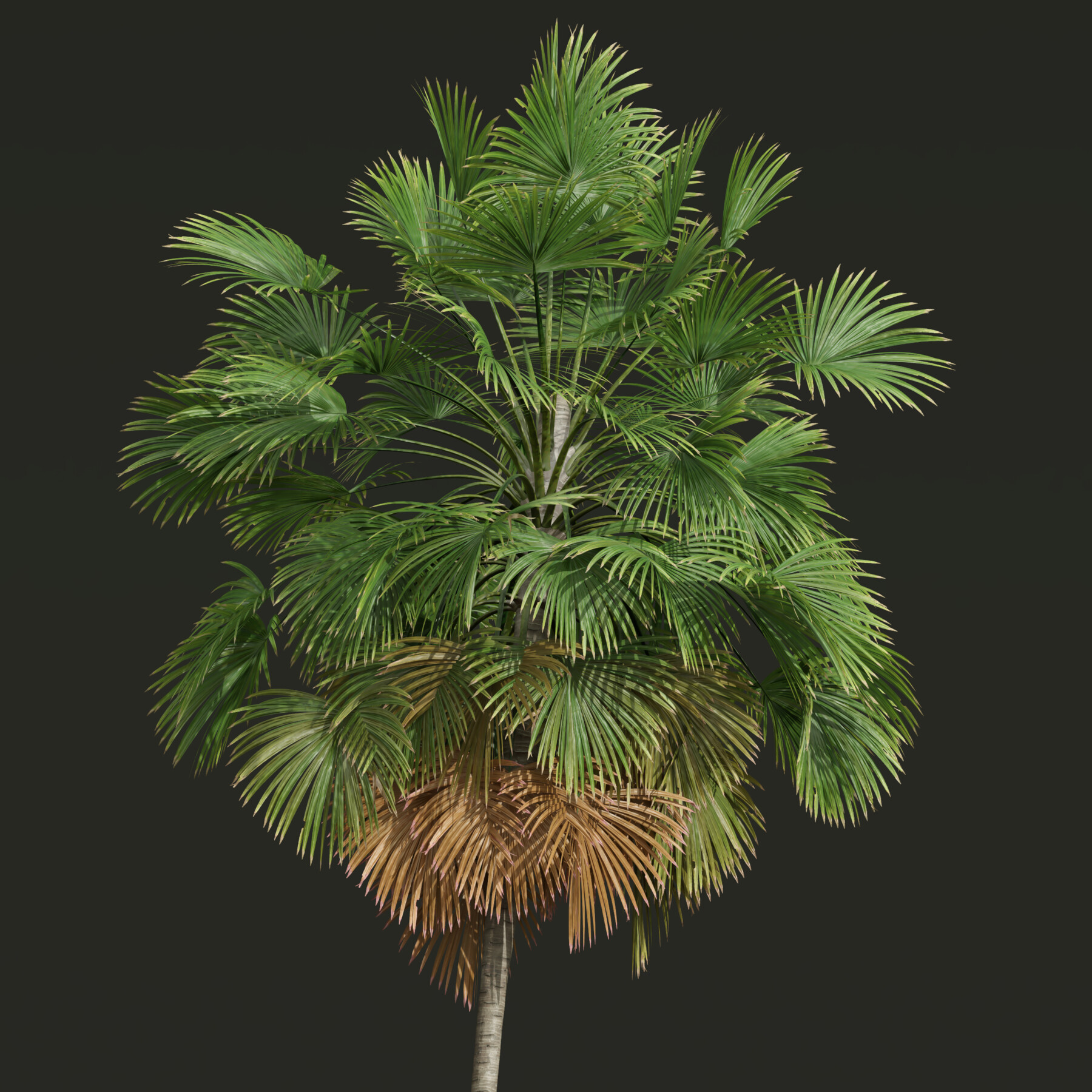ArtStation - New Plant High detail Borassus Flabellifer | Resources
