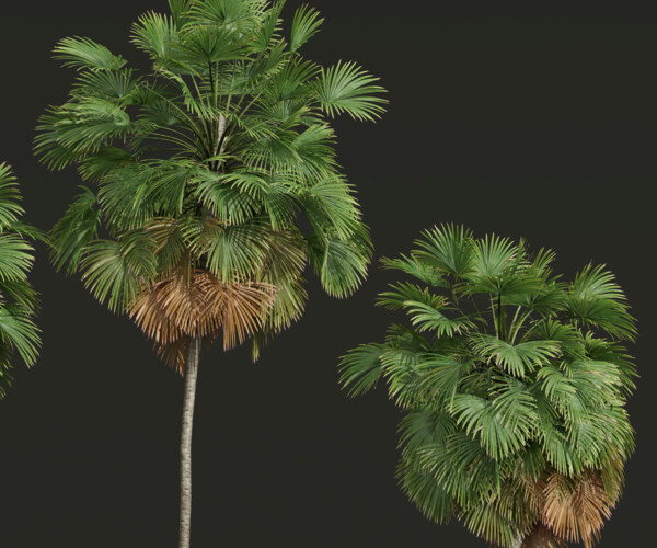 ArtStation - New Plant High detail Borassus Flabellifer | Resources