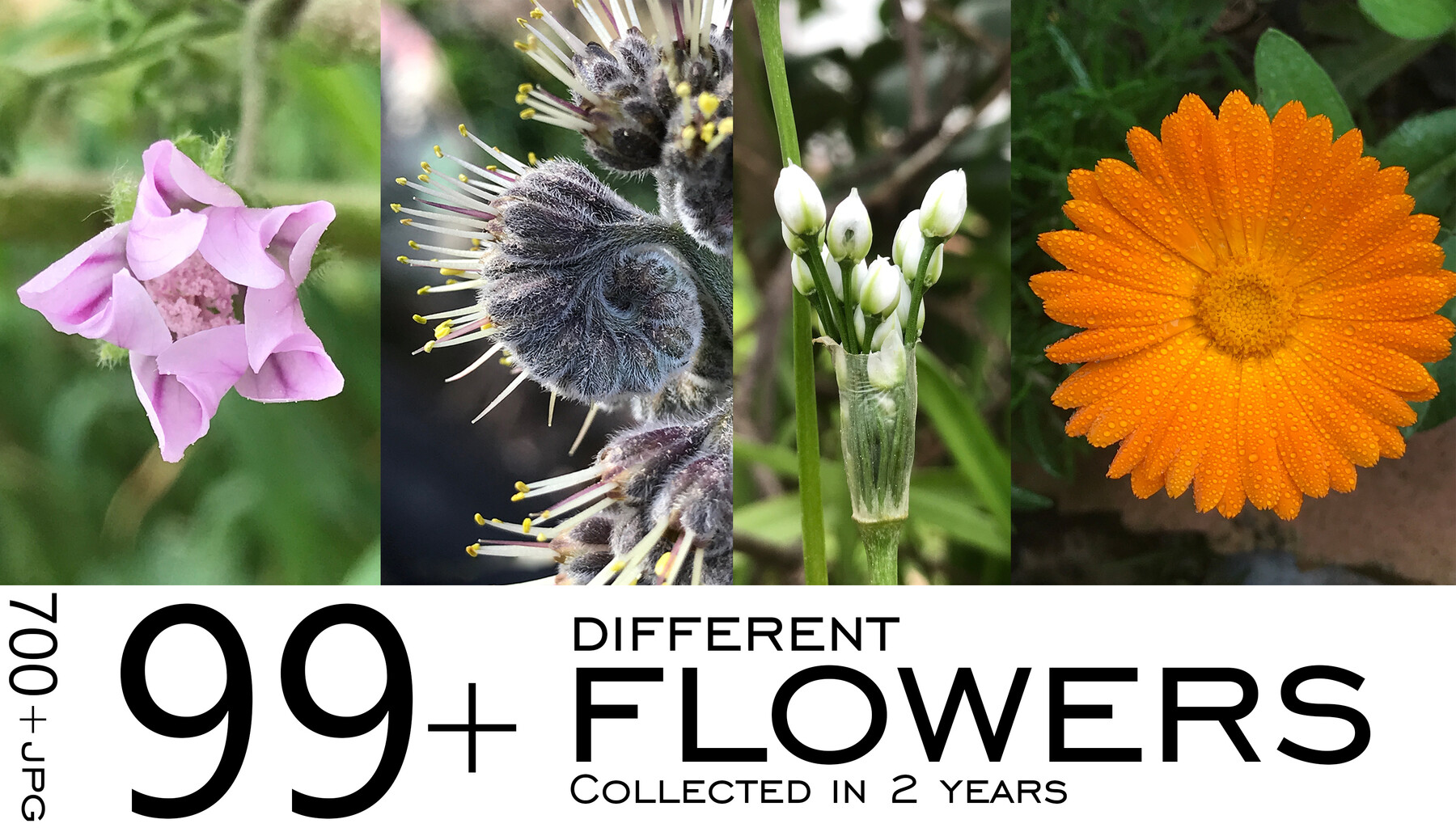 ArtStation - 700 Photo of Flower Reference Pack | Resources