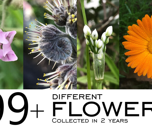 ArtStation - 700 Photo of Flower Reference Pack | Resources