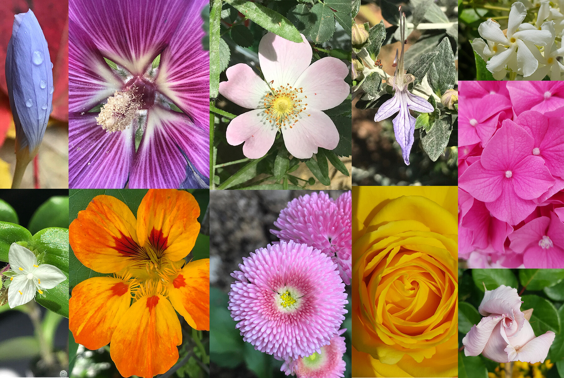 ArtStation - 700 Photo of Flower Reference Pack | Resources