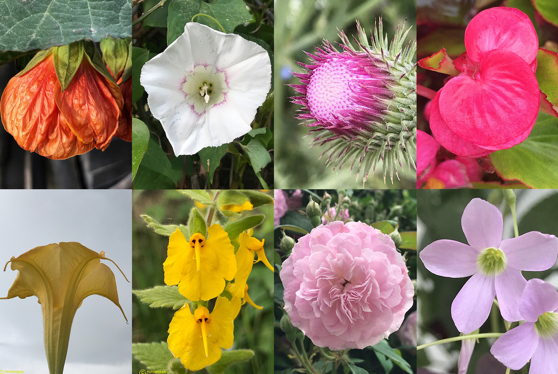 ArtStation - 700 Photo of Flower Reference Pack | Resources