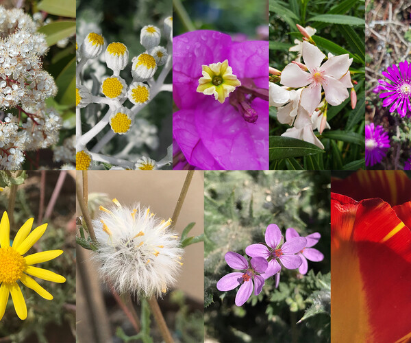 ArtStation - 700 Photo of Flower Reference Pack | Resources