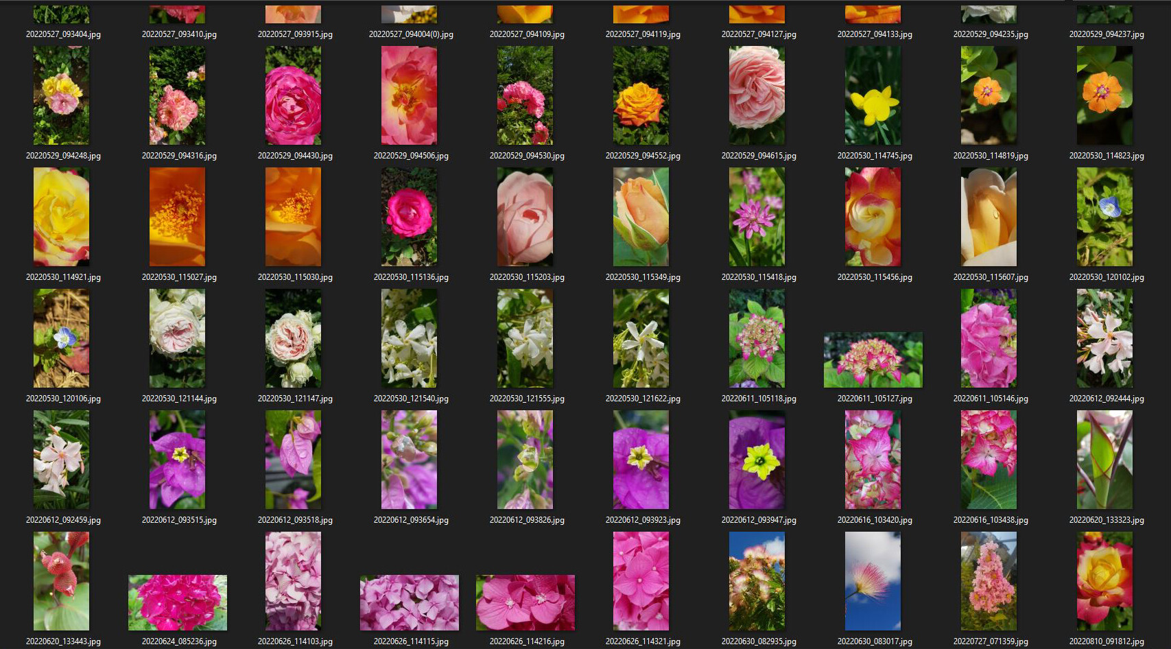 ArtStation - 700 Photo of Flower Reference Pack | Resources