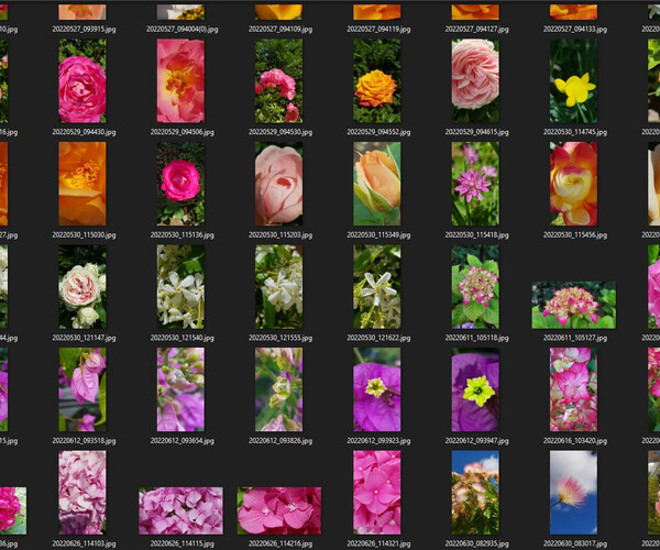 ArtStation - 700 Photo of Flower Reference Pack | Resources