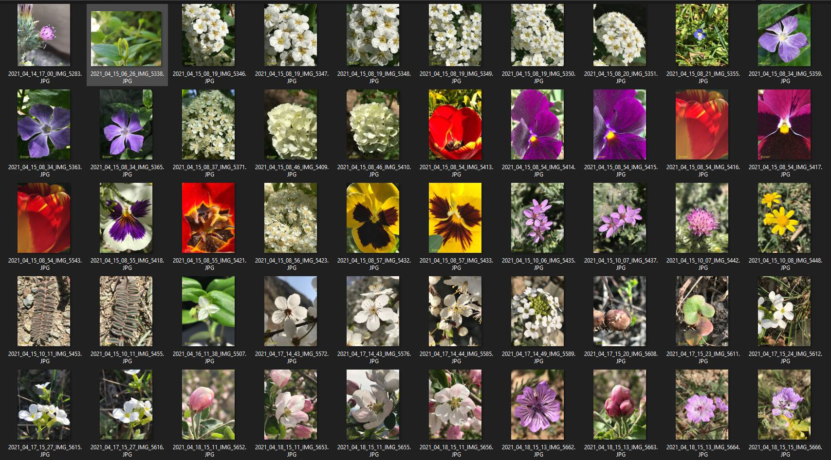 ArtStation - 700 Photo of Flower Reference Pack | Resources