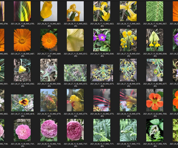 ArtStation - 700 Photo of Flower Reference Pack | Resources
