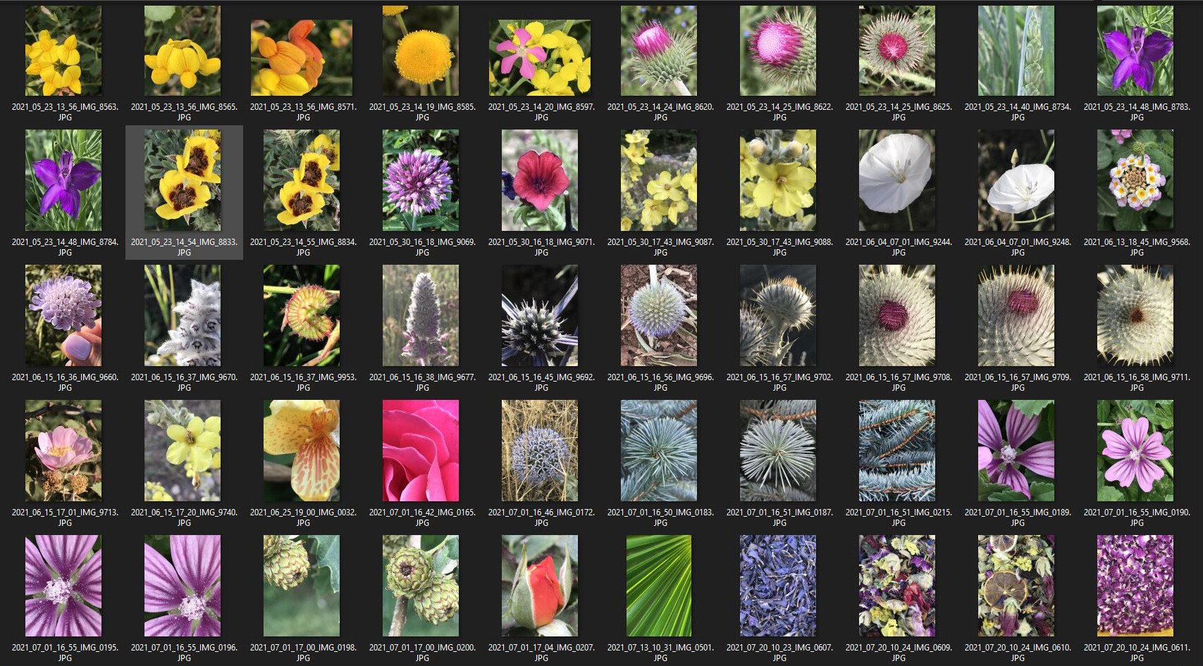 ArtStation - 700 Photo of Flower Reference Pack | Resources