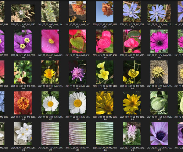 ArtStation - 700 Photo of Flower Reference Pack | Resources