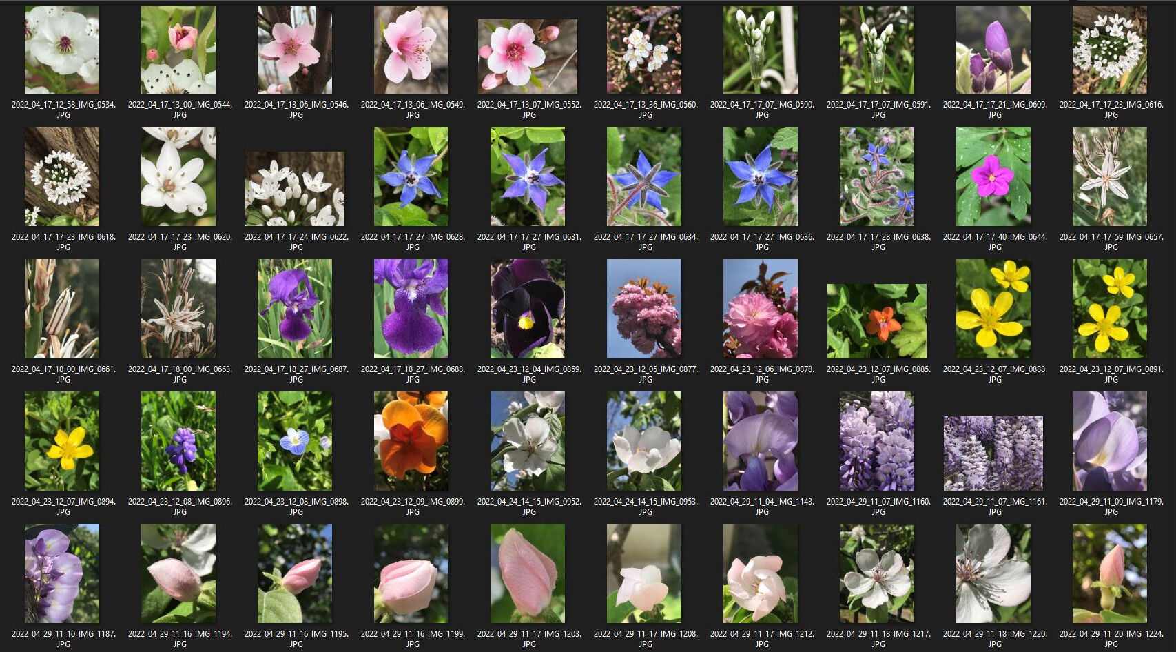 ArtStation - 700 Photo of Flower Reference Pack | Resources