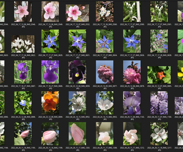 ArtStation - 700 Photo of Flower Reference Pack | Resources