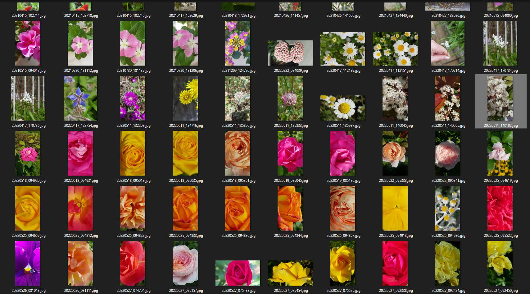 ArtStation - 700 Photo of Flower Reference Pack | Resources