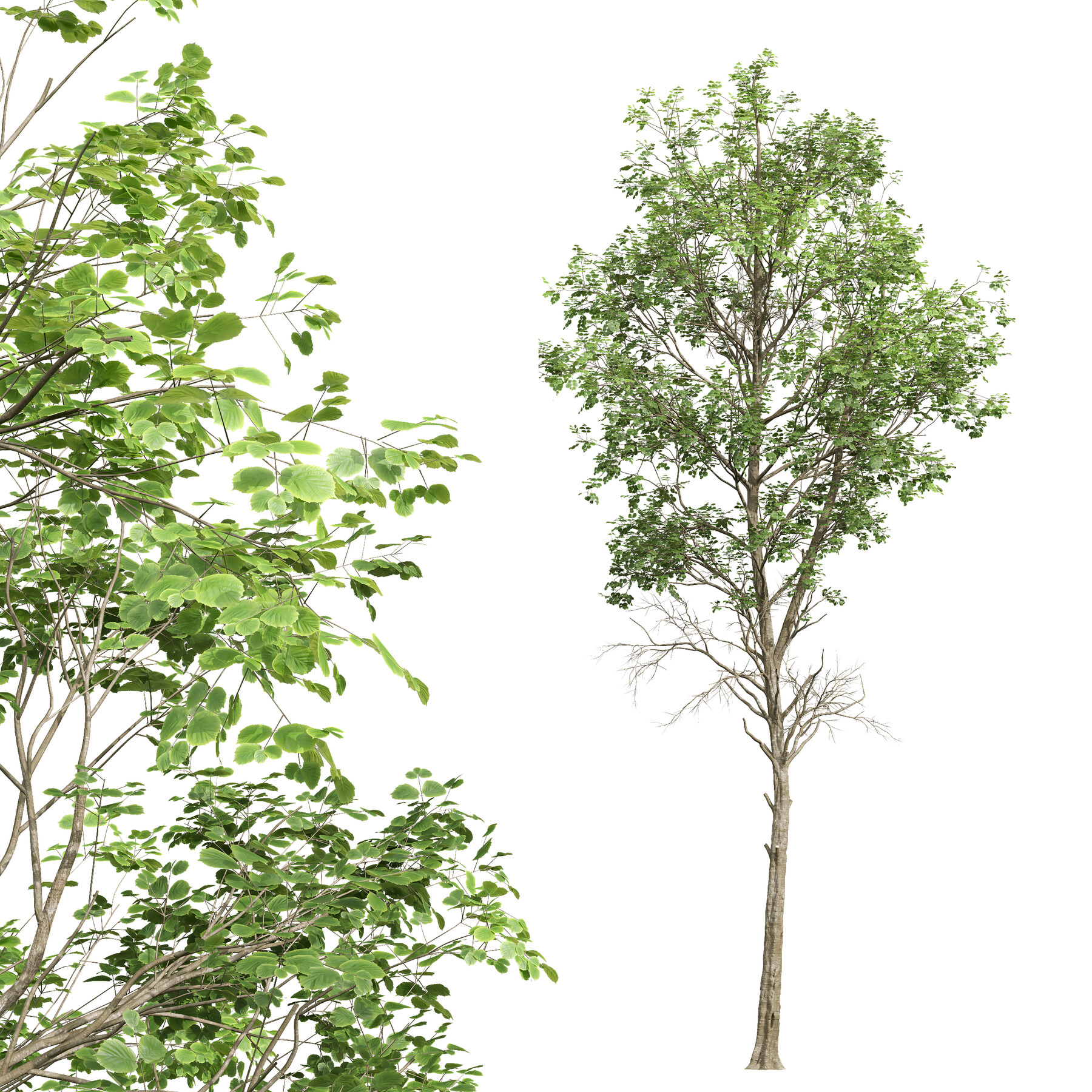 ArtStation - New Plant High detail Fagus Sylvatica03 Tree | Resources