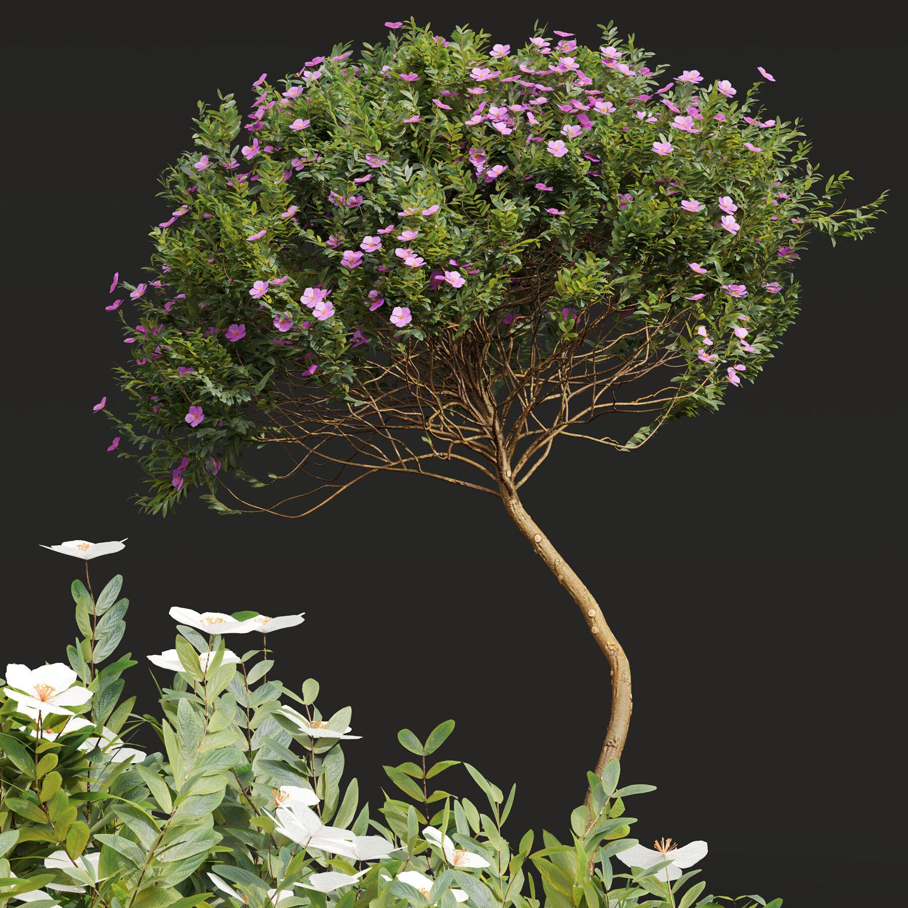 ArtStation - Cistus Albidus Zistrose Flower Decorative Bush | Resources